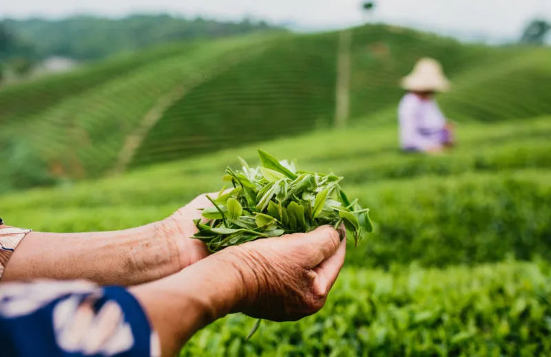 Tea 101: Everything You Need to Know – Numi Tea