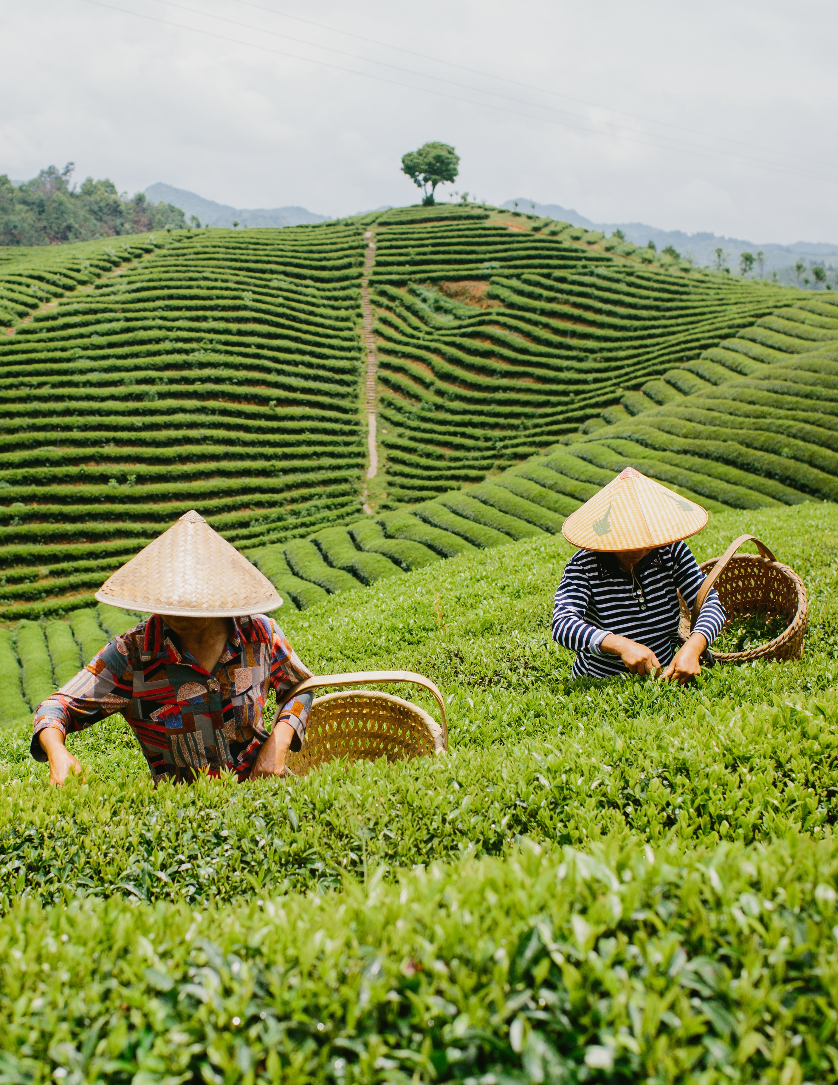 The Environmental Impact of Tea Production: How to Choose Sustainable ...