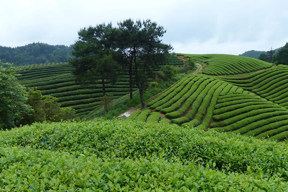 Numi Pledges Carbon Neutrality by 2023 – Numi Tea