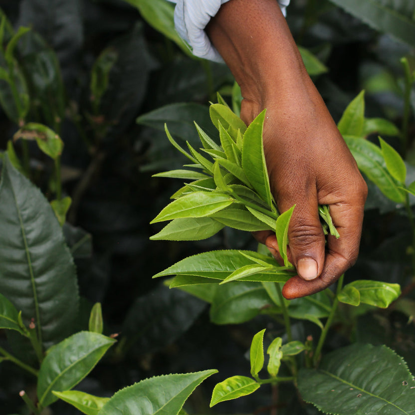 The Ultimate Guide to Types of Tea and Their Benefits – Numi Tea